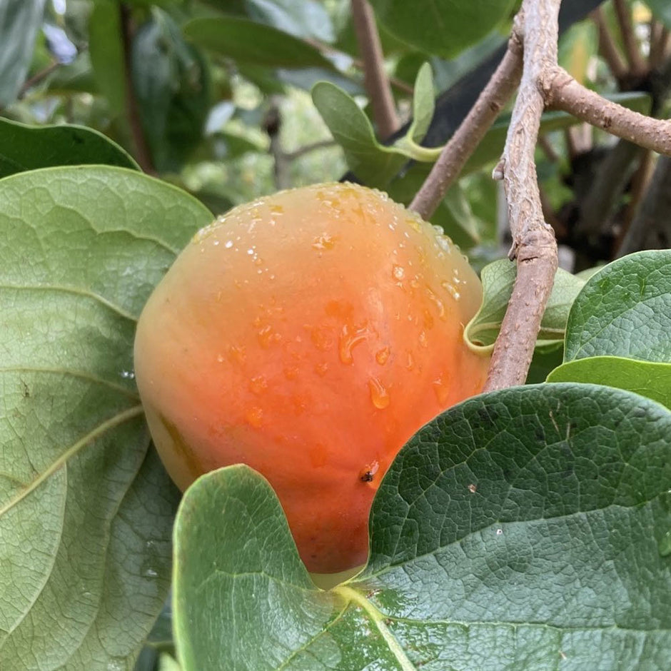 The Persimmon Place - Fruit Orchard in the Hills District